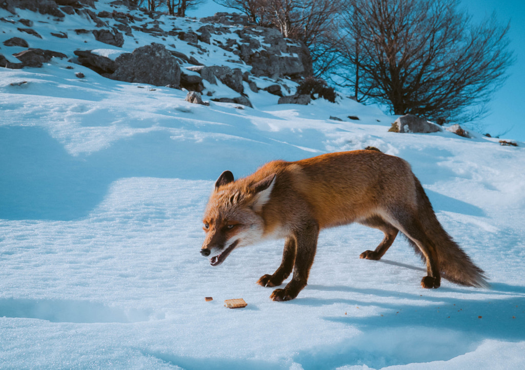 FOX EATTING WALLPAPER by nahid hasan / 500px