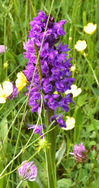 Vahşi Orkide - Wilde Orchidee - Wild Orchid by Kenan Tok | 500px