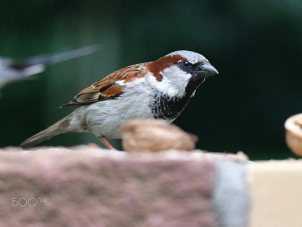 Sparrow looks angry by Mark | 500px