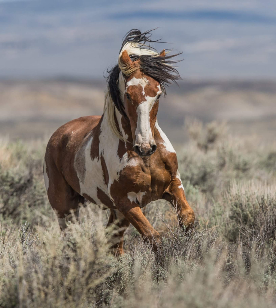WILD MUSTANG by WilsonAxpe / Scott Wilson / 500px
