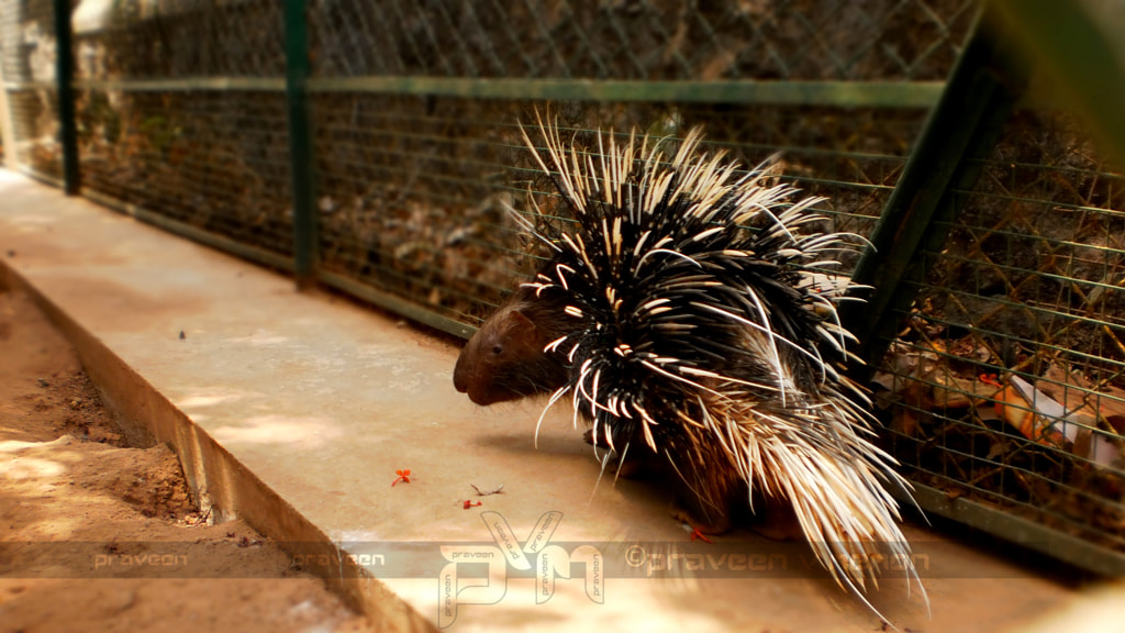 Porcupine (Mullan panni) by Praveen V Menon / 500px