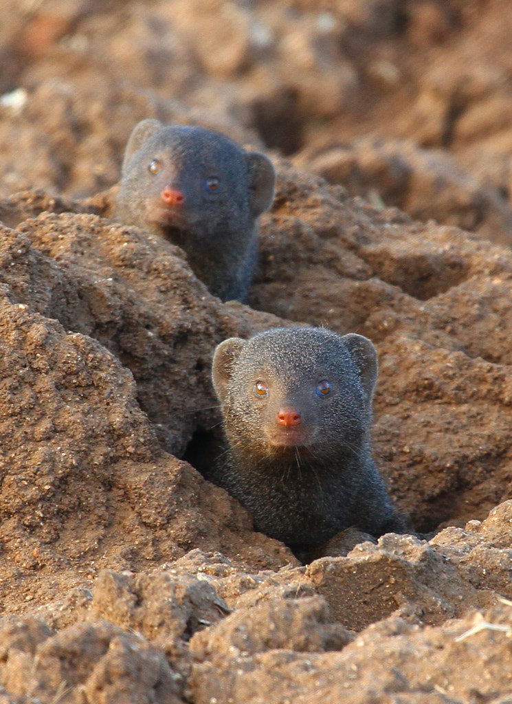 Dwarf Mongoose by Javi Villegas / 500px
