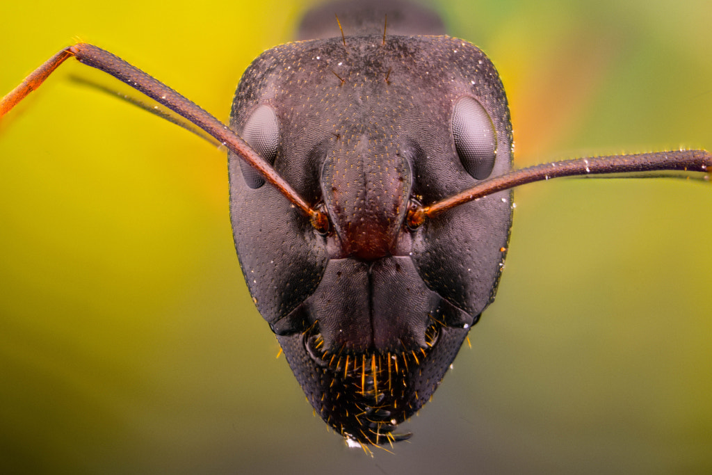 Ant Face by Hasan Jasem / 500px