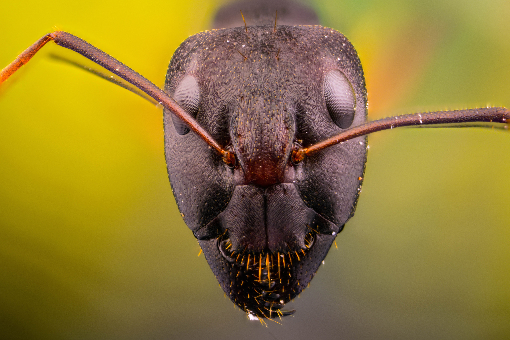 Ant Face by Hasan Jasem / 500px