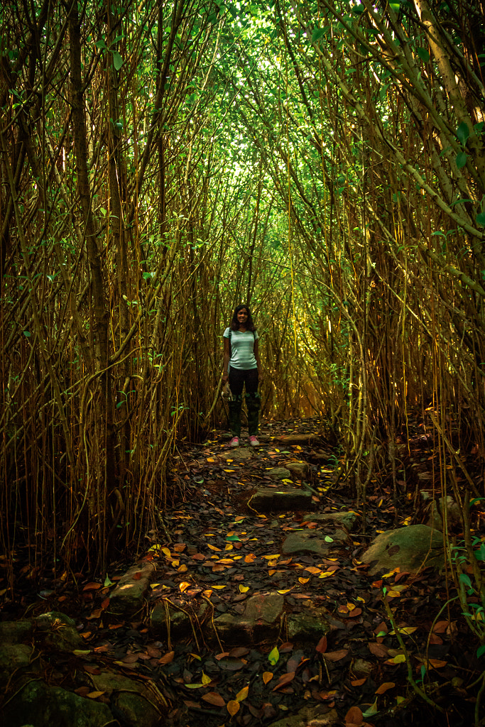 Jungle Trail in the Dolosbage Mountains, Sri Lanka – Son of the Morning ...
