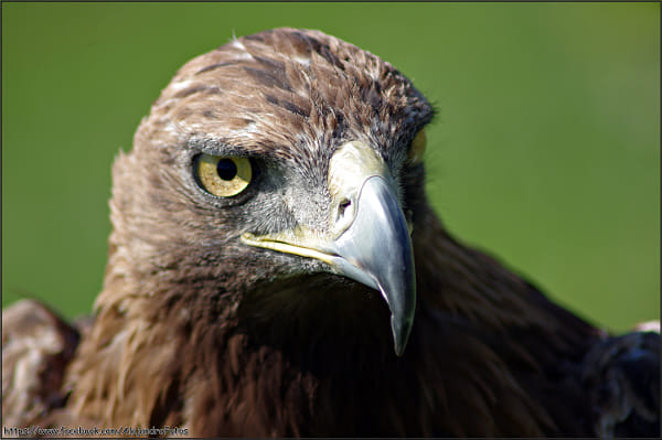 Águila by Alejandro Mark II | 500px