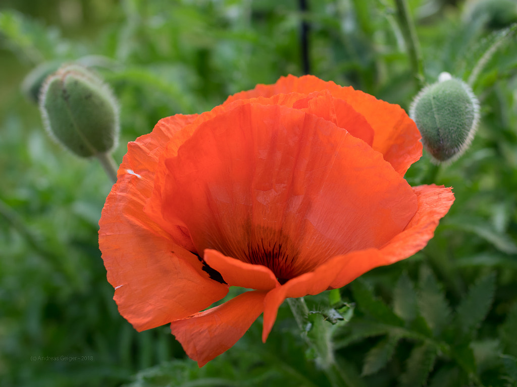 Popeye-poppy by Andreas Geiger / 500px