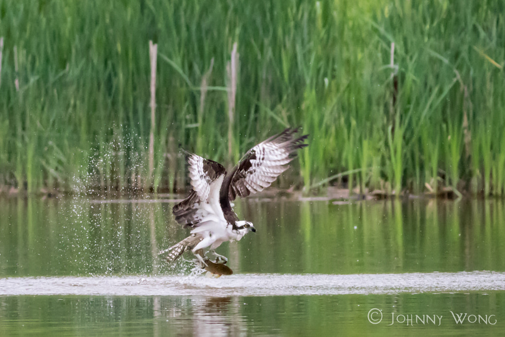 osprey catch fish by Johnny Wong / 500px