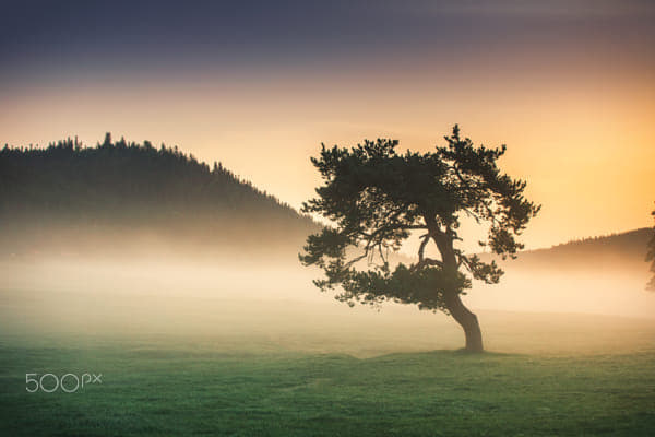 Misty morning with lonely tree in the field by Valentin Valkov | 500px