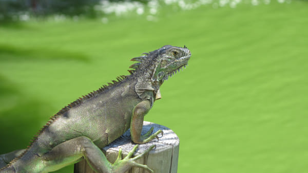 Tomando el sol by raul limon | 500px