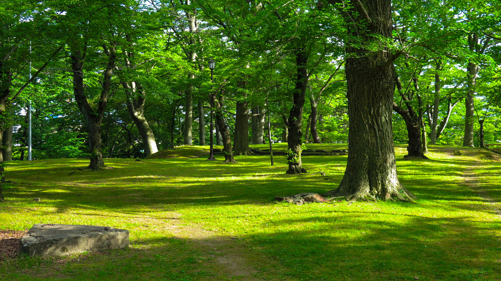 Trees in Senshu Park by Alan Bessette / 500px