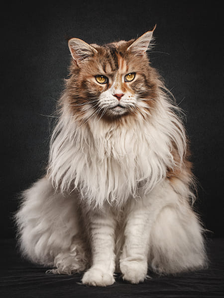 Lucy by Frank | 500px