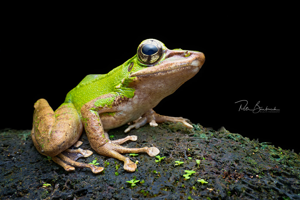 Hose's Frog | Malaysia by Petr Bambousek / 500px