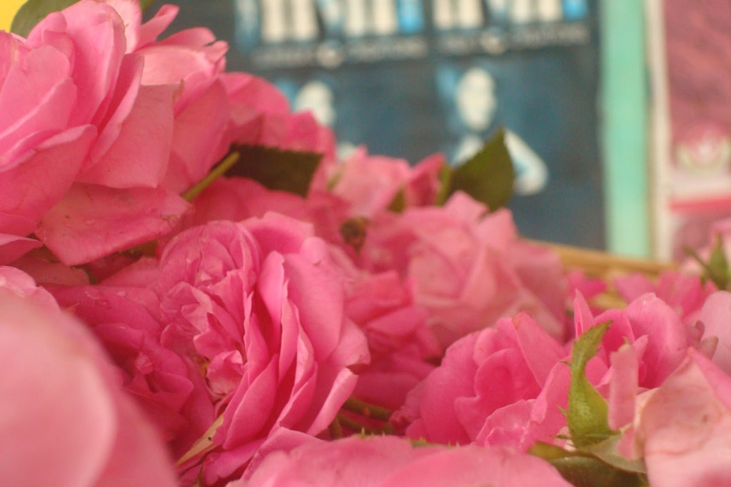 Rose by Lopamudra Panda / 500px