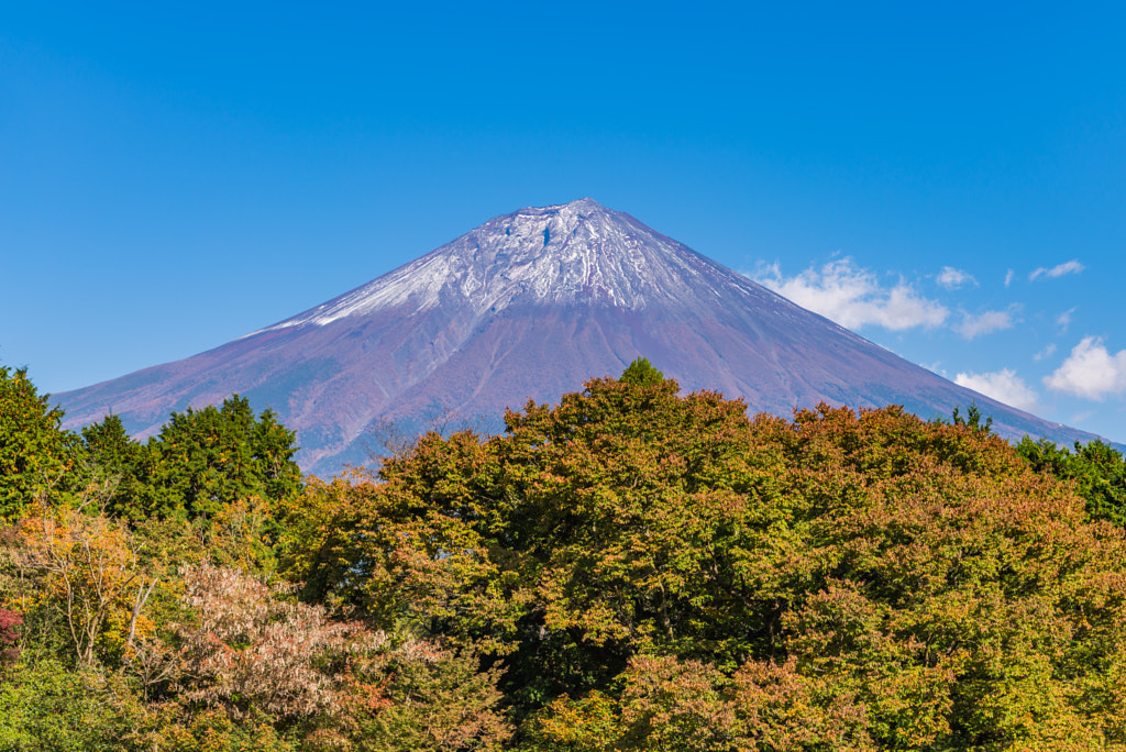 Mount Fuji with maple leaves change to autumn color by Werayut ...