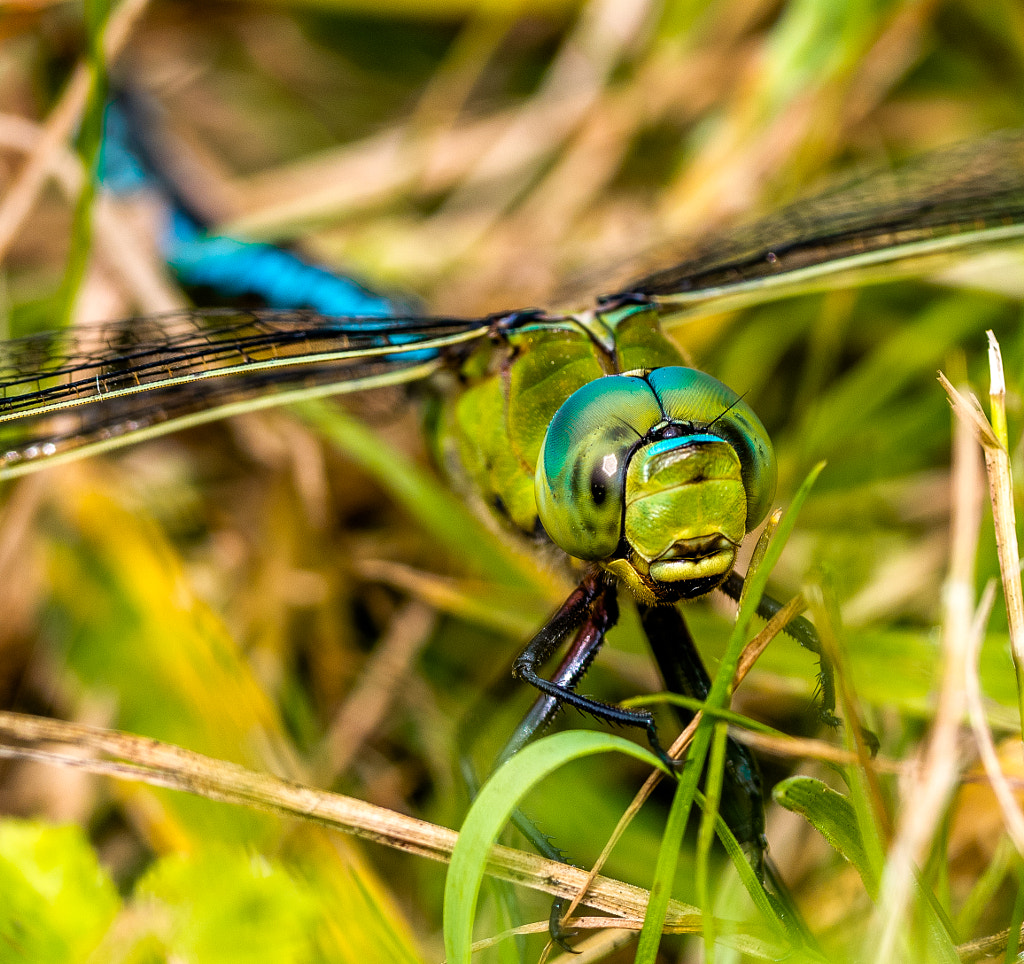 dragonfly full frontal by Roger van Zandvoort / 500px