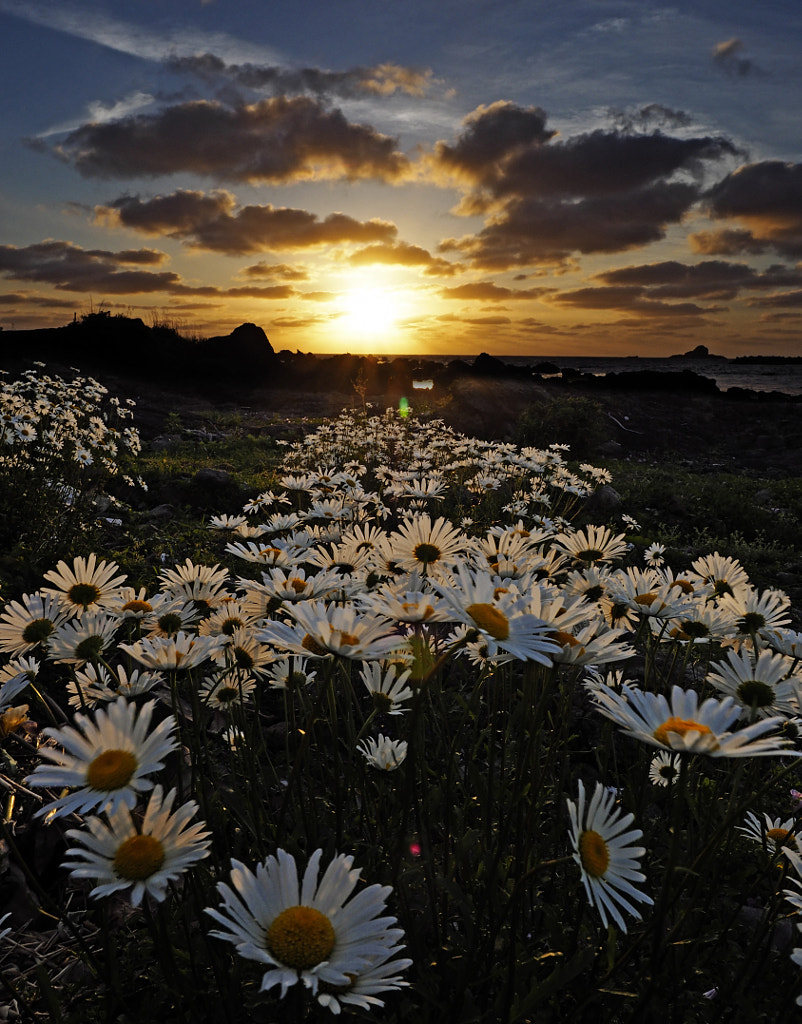 Margaret field on sunset by haru gti / 500px