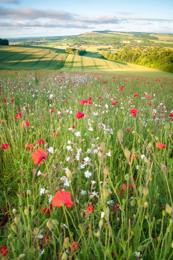 The South Downs of Sussex by Steve Brookwell / 500px