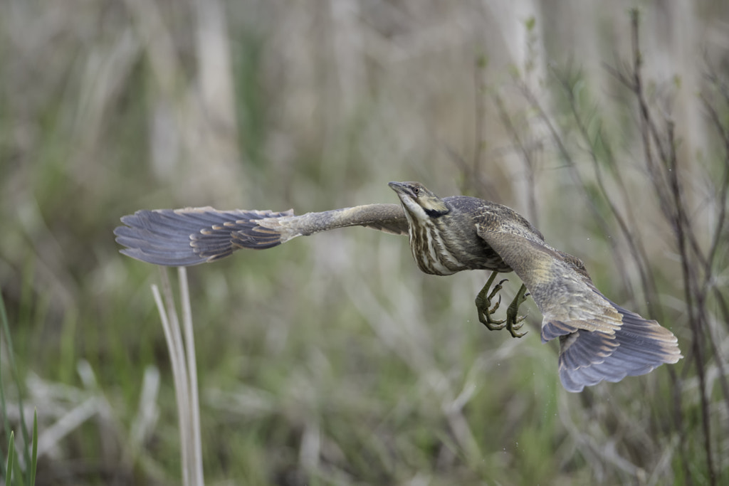 An American Bittern in flight... by Daniel Parent / 500px