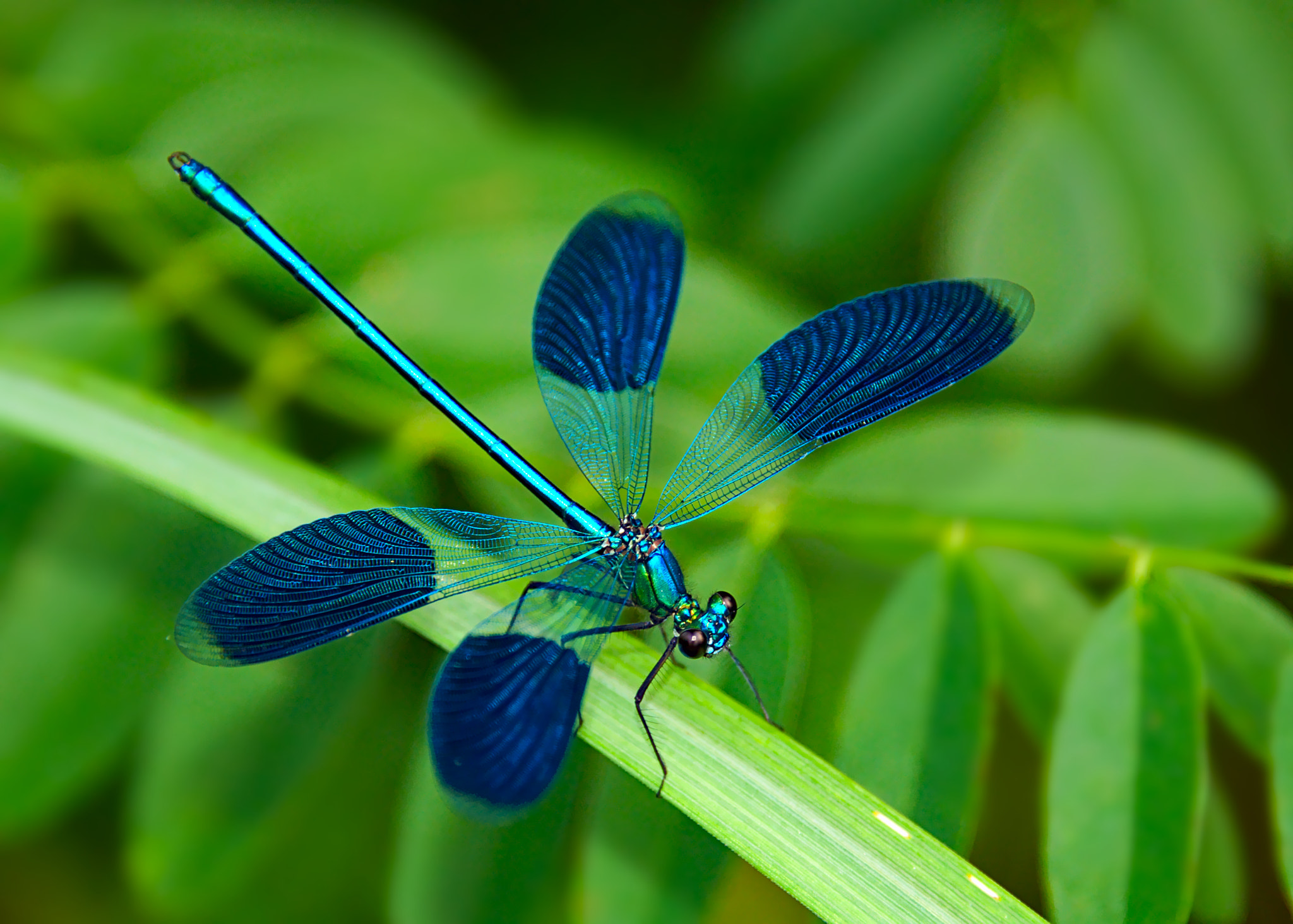 Blue dragonfly by Morgoth Bauglir / 500px