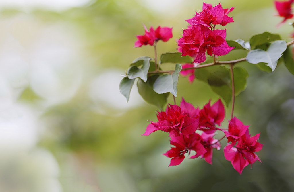 Bougainvillea by Johnson Leung / 500px