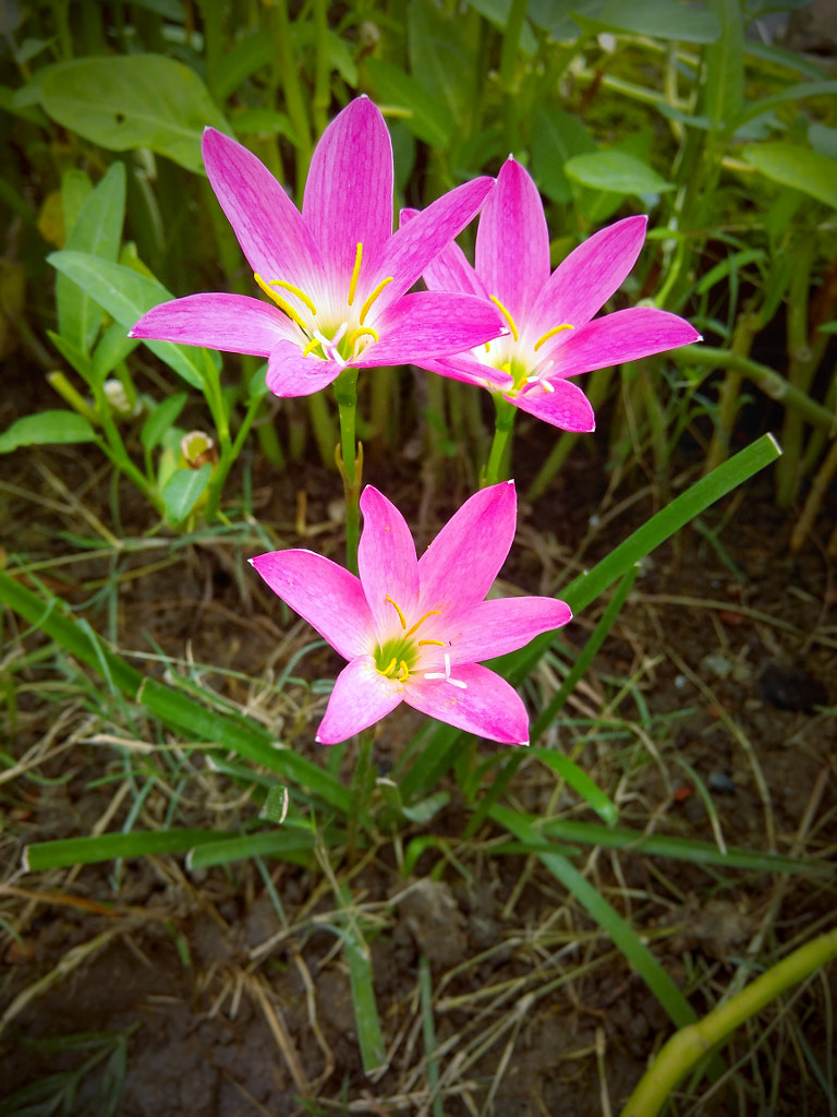 flower by Mrinal Mitra / 500px