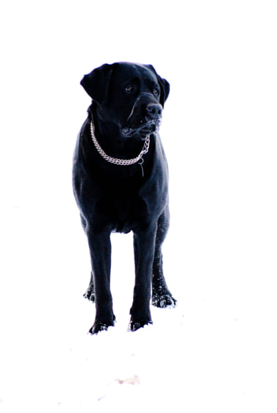 Black Lab by Steve Cantlay / 500px