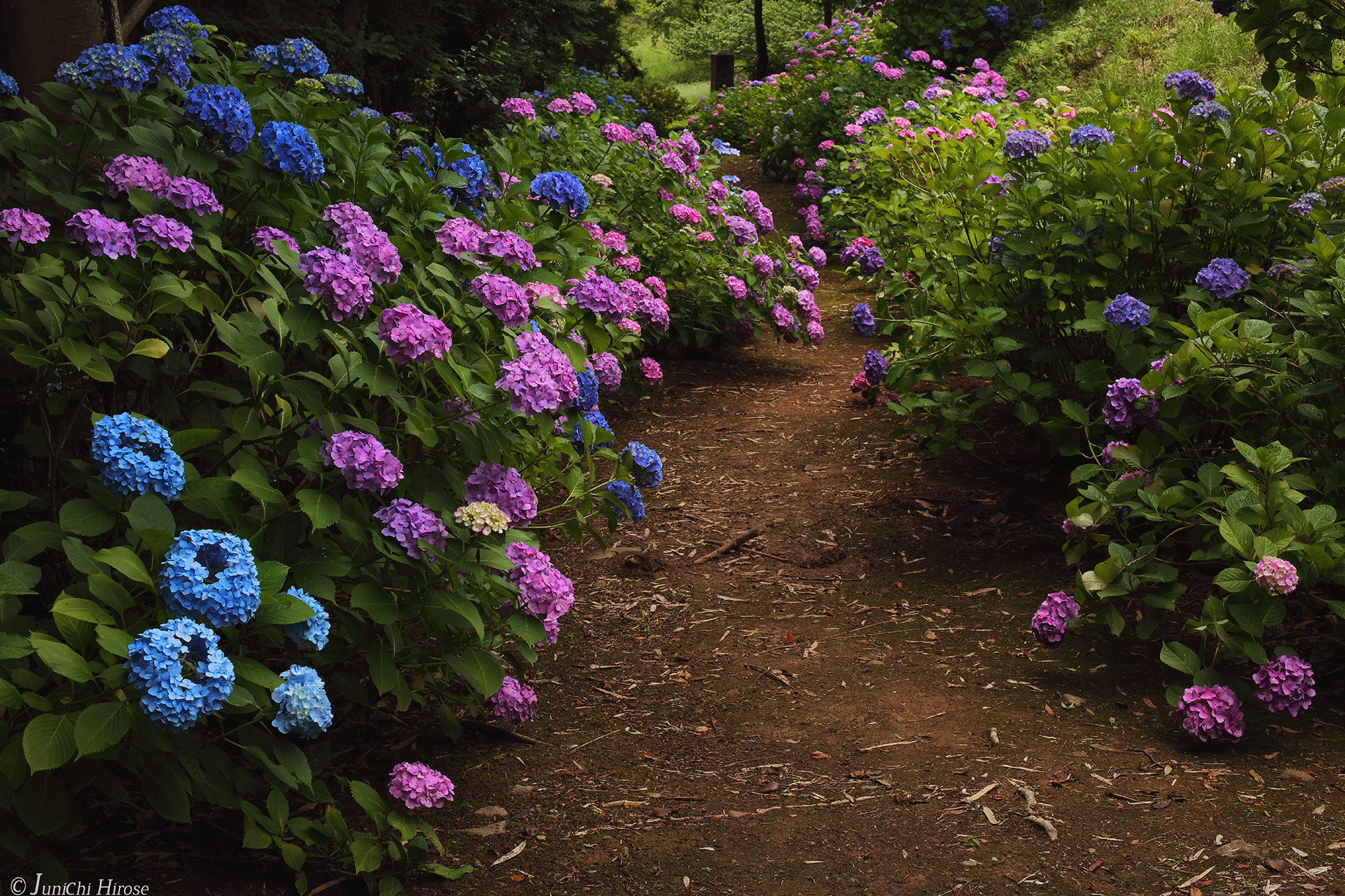 Hydrangea's path (Morning when the rain stopped) by Junichi Hirose / 500px