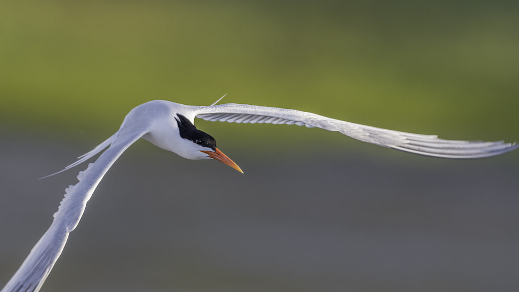 Royal Tern (Thalasseus maximus) by Tim Karels / 500px