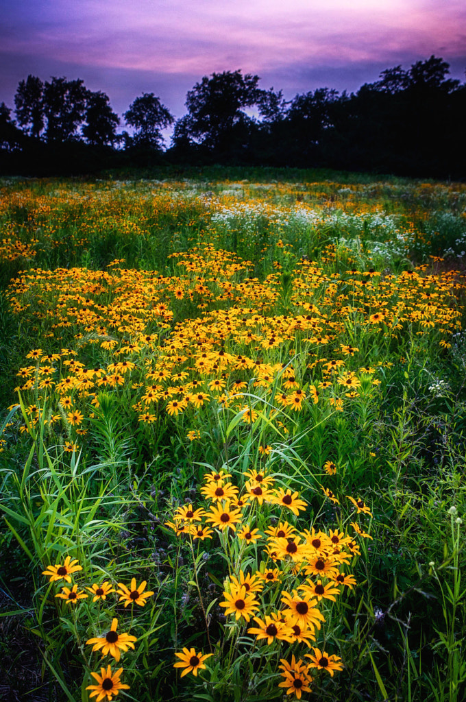 The Heart of Summer by Jim Crotty / 500px