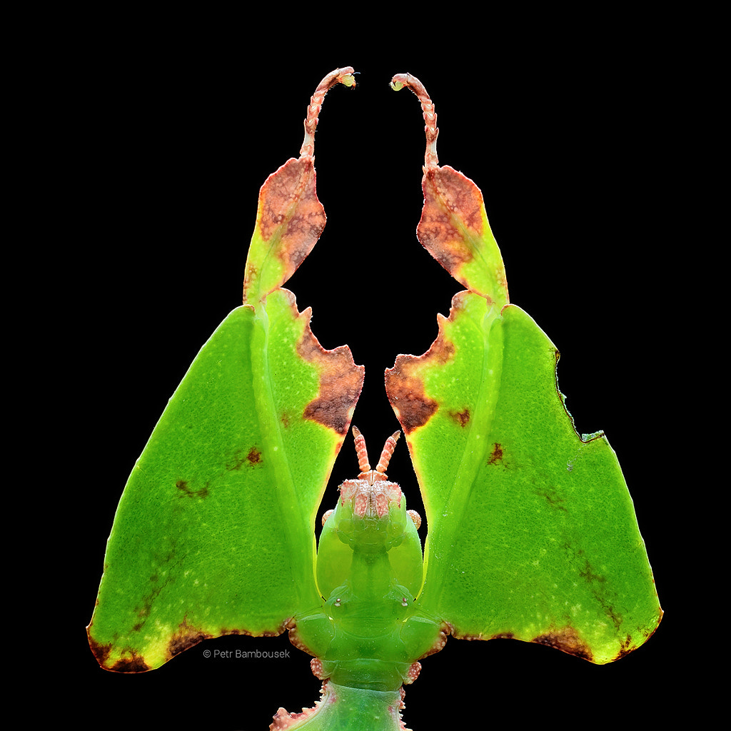 Leaf Insect by Petr Bambousek / 500px