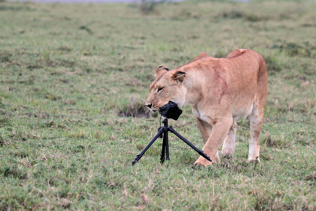 Lions Eat Photographer's Camera in Kenyan National Park | Fstoppers