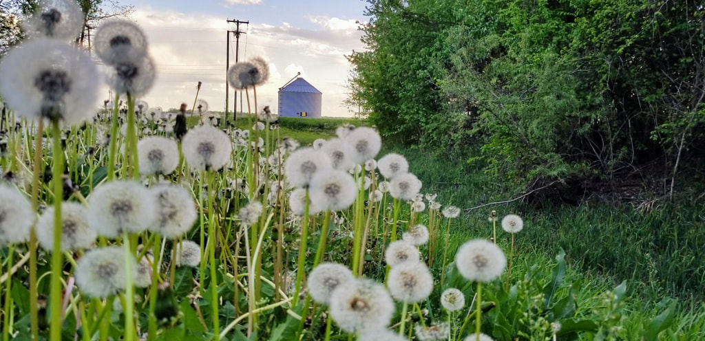 Dandy Farm by Bonnie Warner / 500px