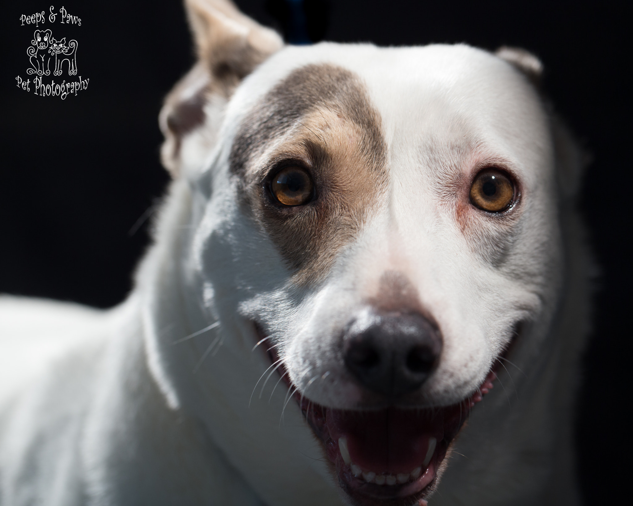 Happy Dog Face by Wendy Wooley / 500px