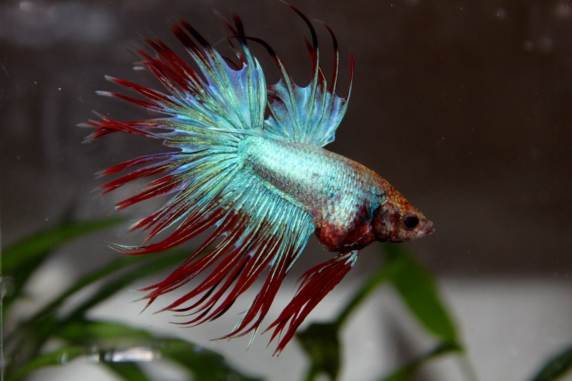 Crowntail Male Betta Fish by Elisa Talaván / 500px