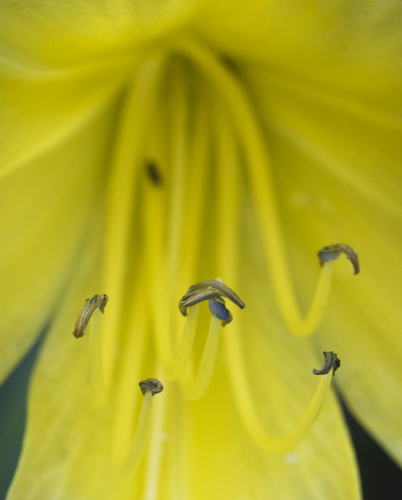 Day LIly by Elliot Barnathan / 500px