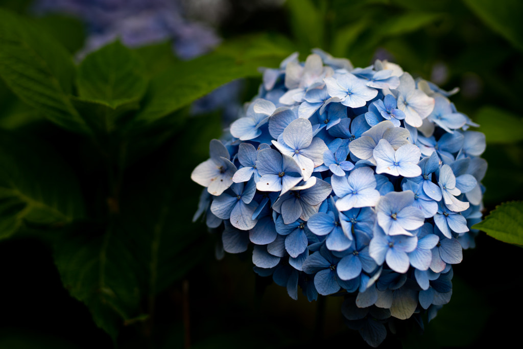 Ajisai after the rain by Jason Loong / 500px