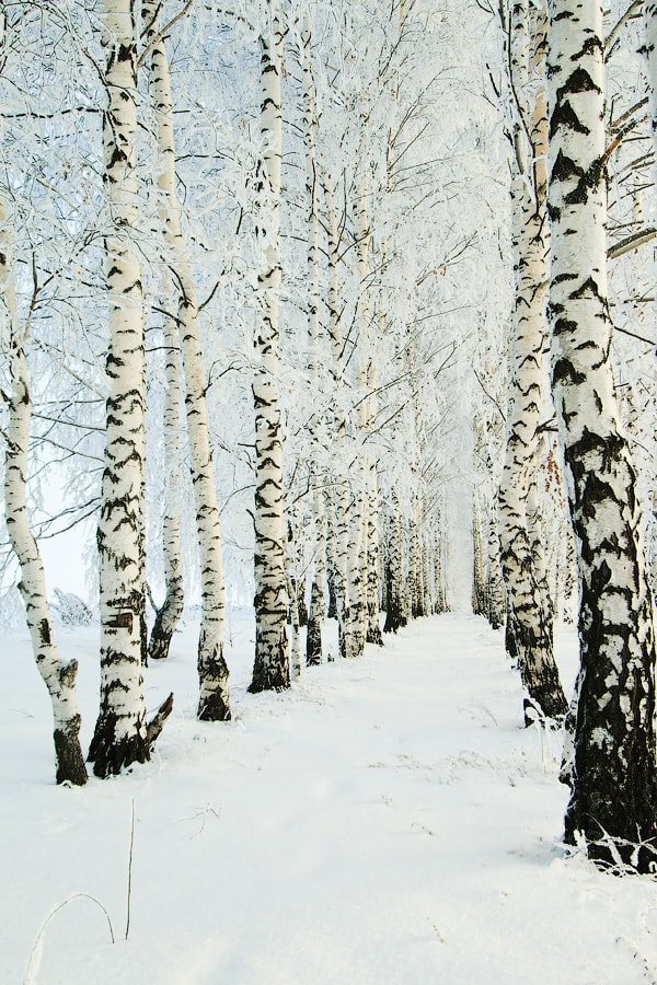 Birches in Snow by Denis Belyaev / 500px