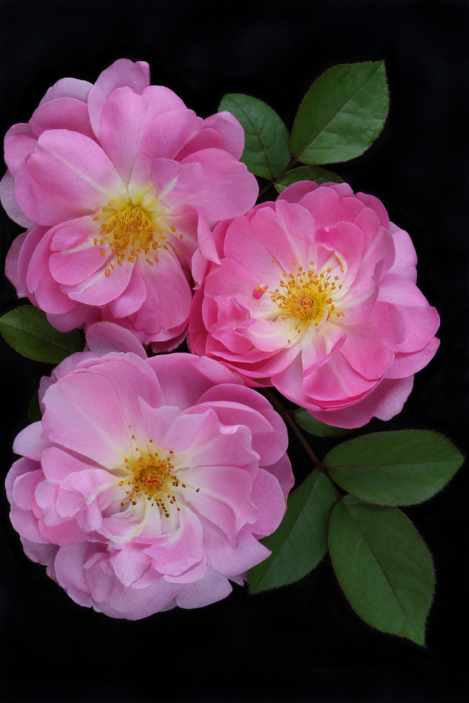 English Rose Collection by Alyson Fennell / 500px