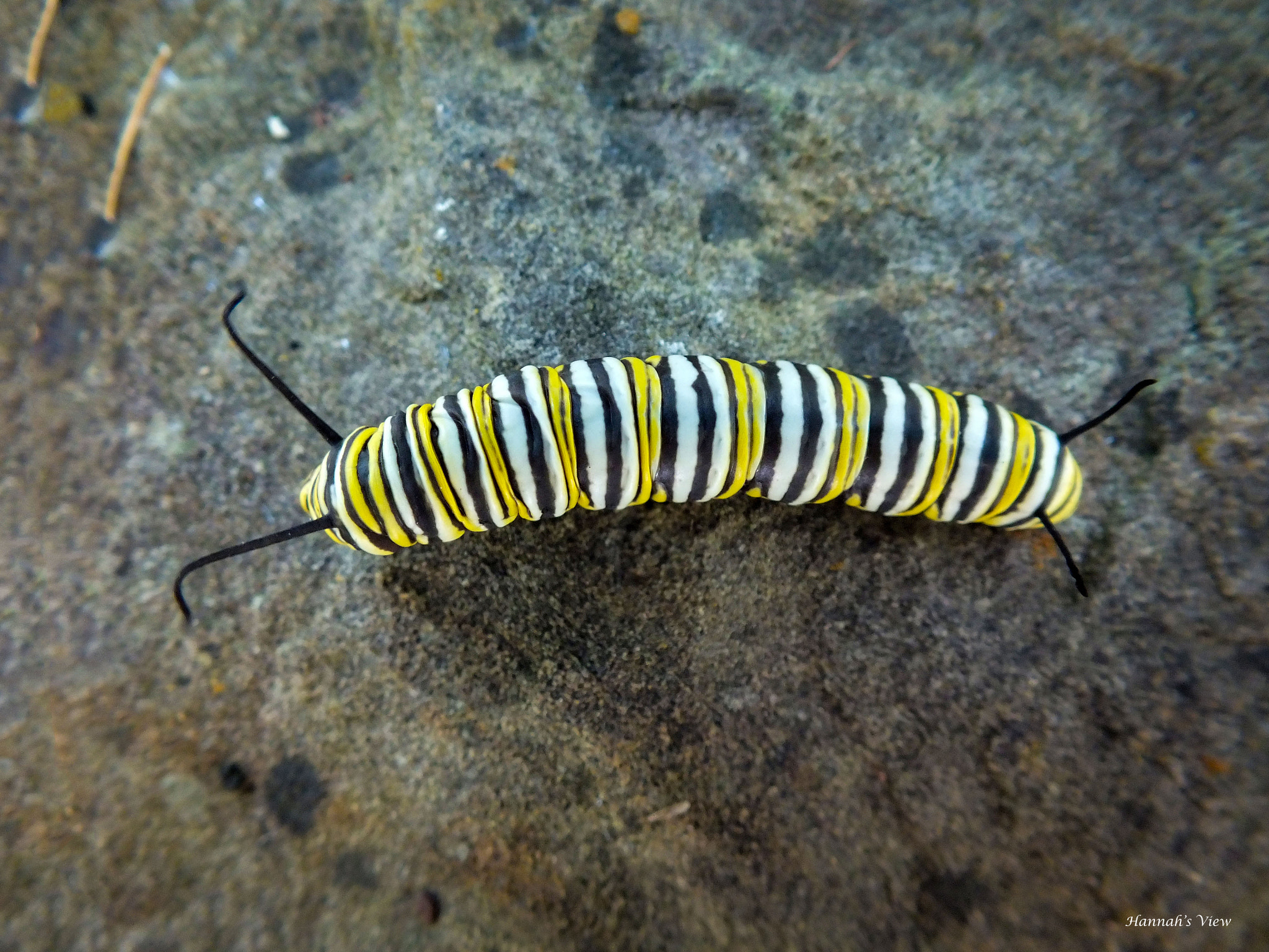 Monarch Caterpillar by Hannah's View / 500px