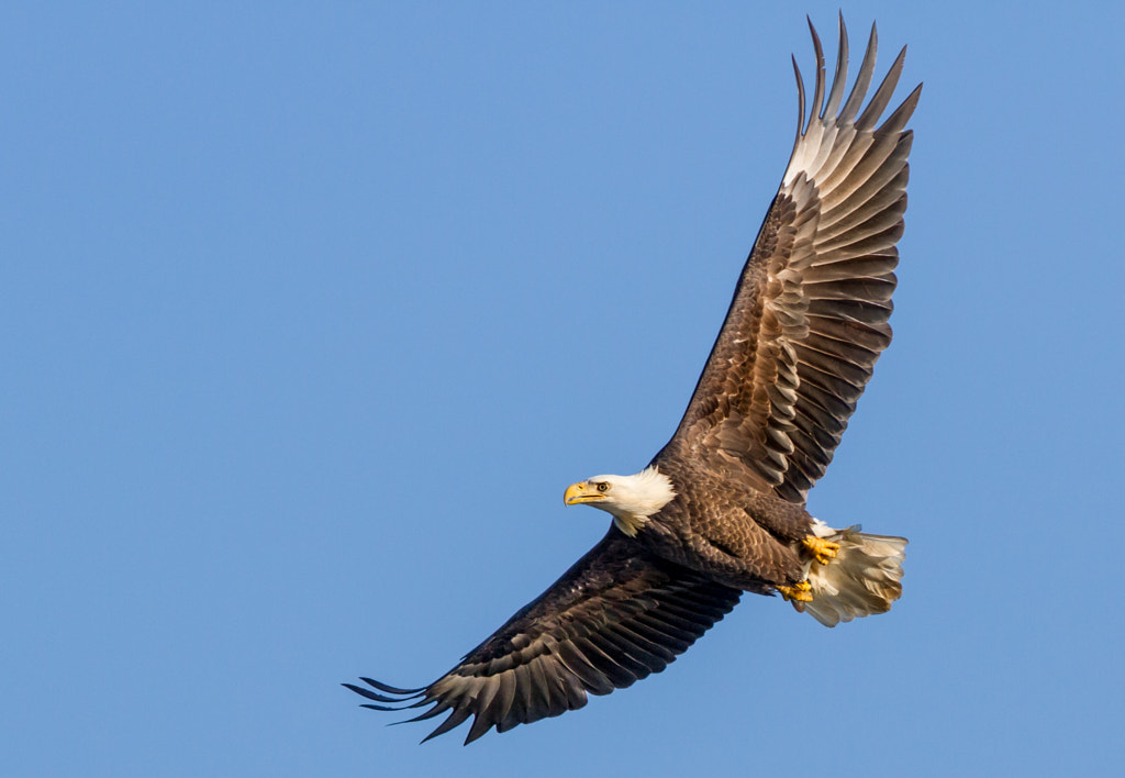 Eagle Catch by Geoffrey Archer / 500px