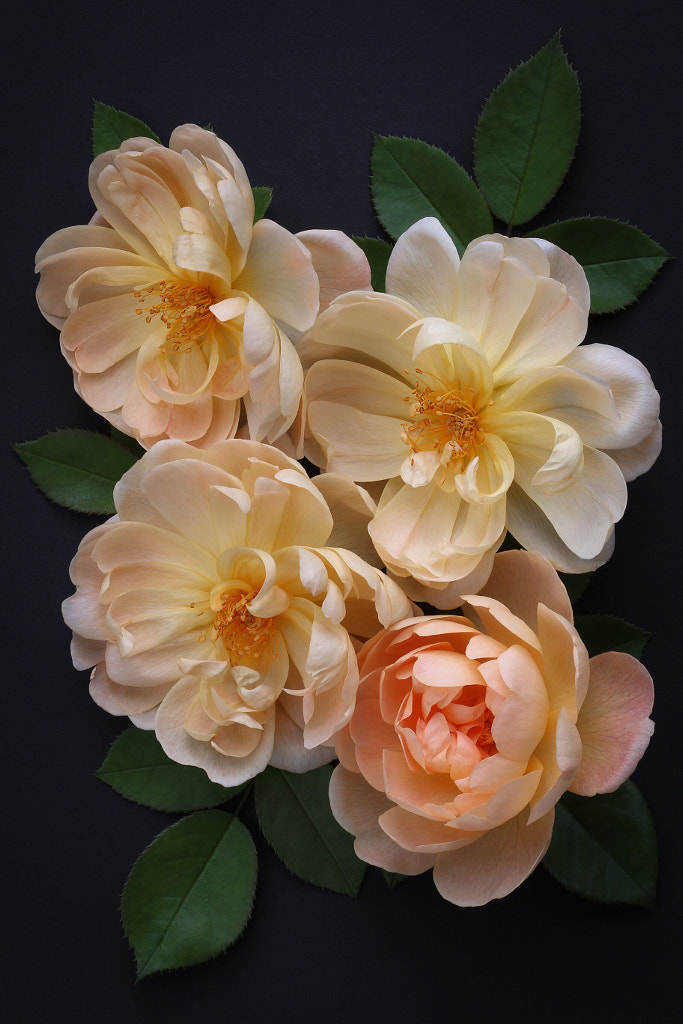English Rose Collection by Alyson Fennell / 500px