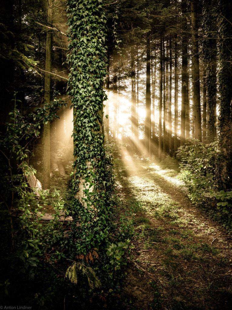 morning sun hiding behind a tree by Anton Lindner / 500px