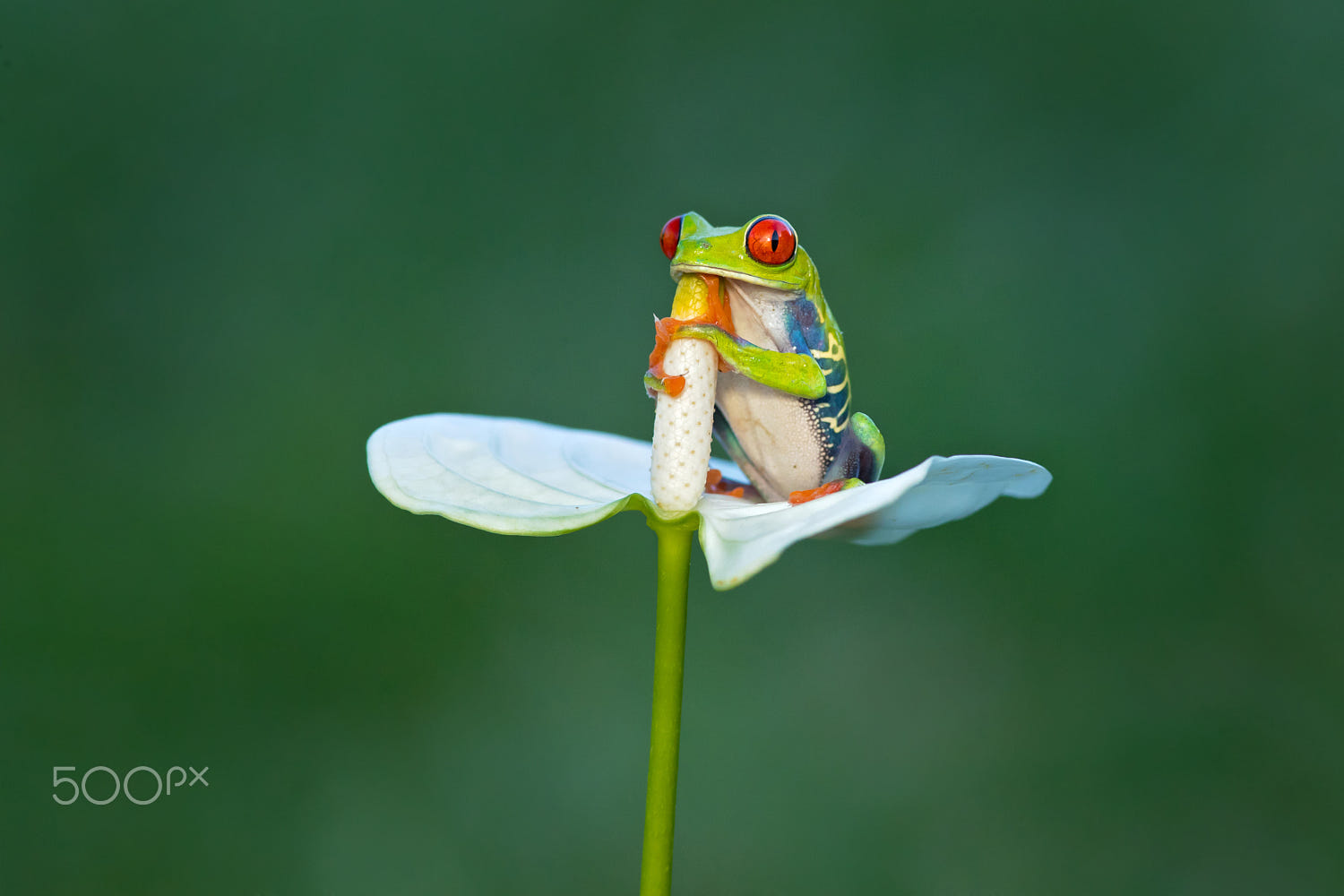 Red-eyed Tree Frog by Milan Zygmunt / 500px