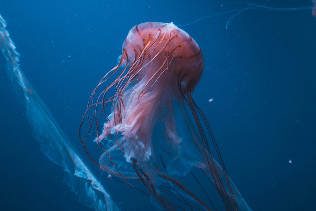 Qualle by Daniel Gonzi / 500px