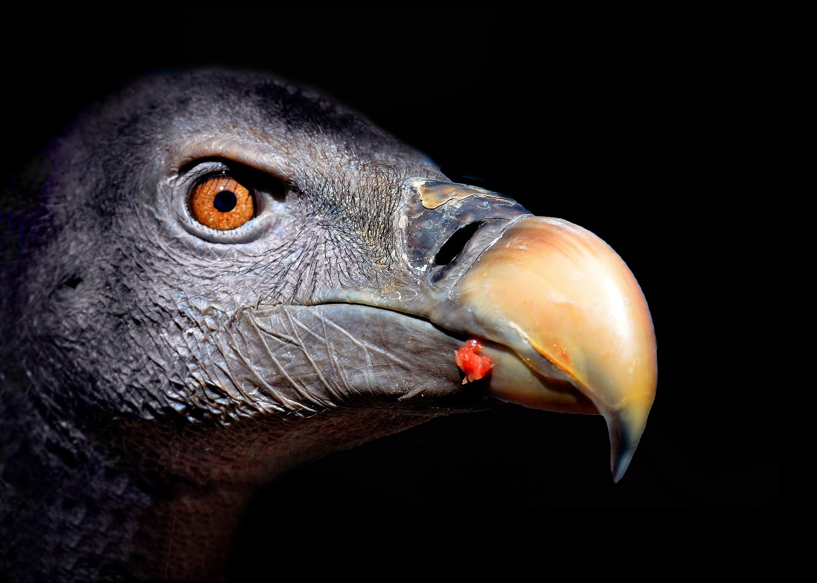 Vulture Head by Phil Cousins / 500px