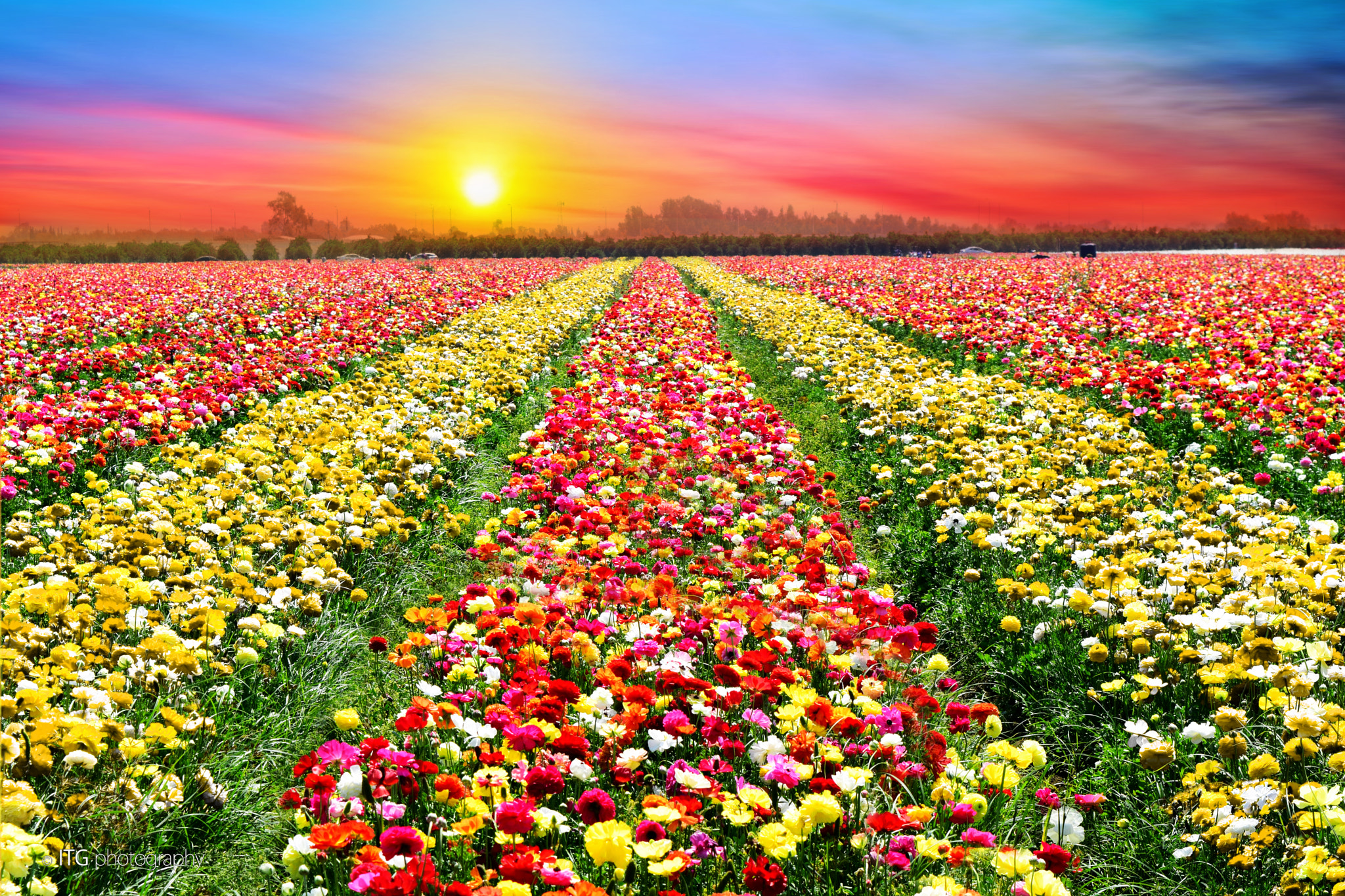 Ranunculus Field at Sunset (2) by ITG photography / 500px