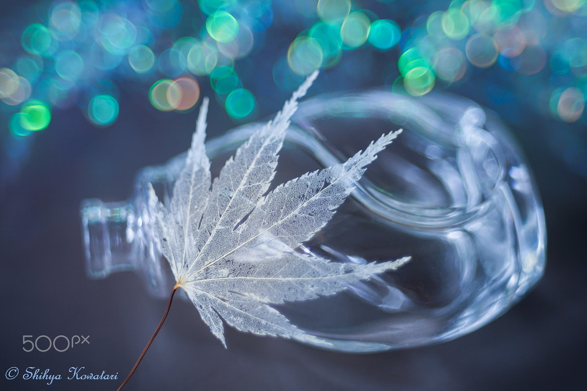 Shihya Kowatari (ShihyaKowatari) Photos / 500px