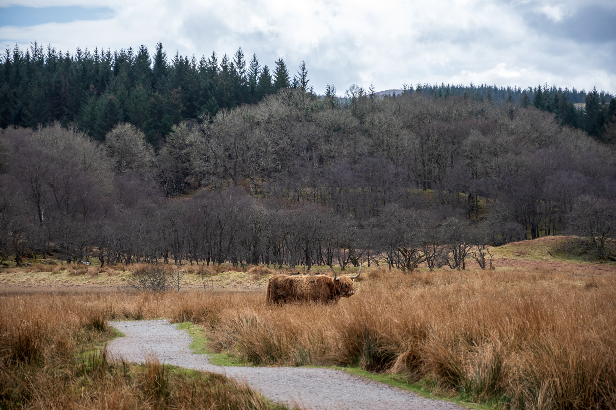 Highland Cattle 2 by Angelo Negri | 500px