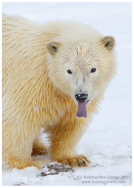 Polar bear Cub - funny face by Siddhardha Garige | 500px